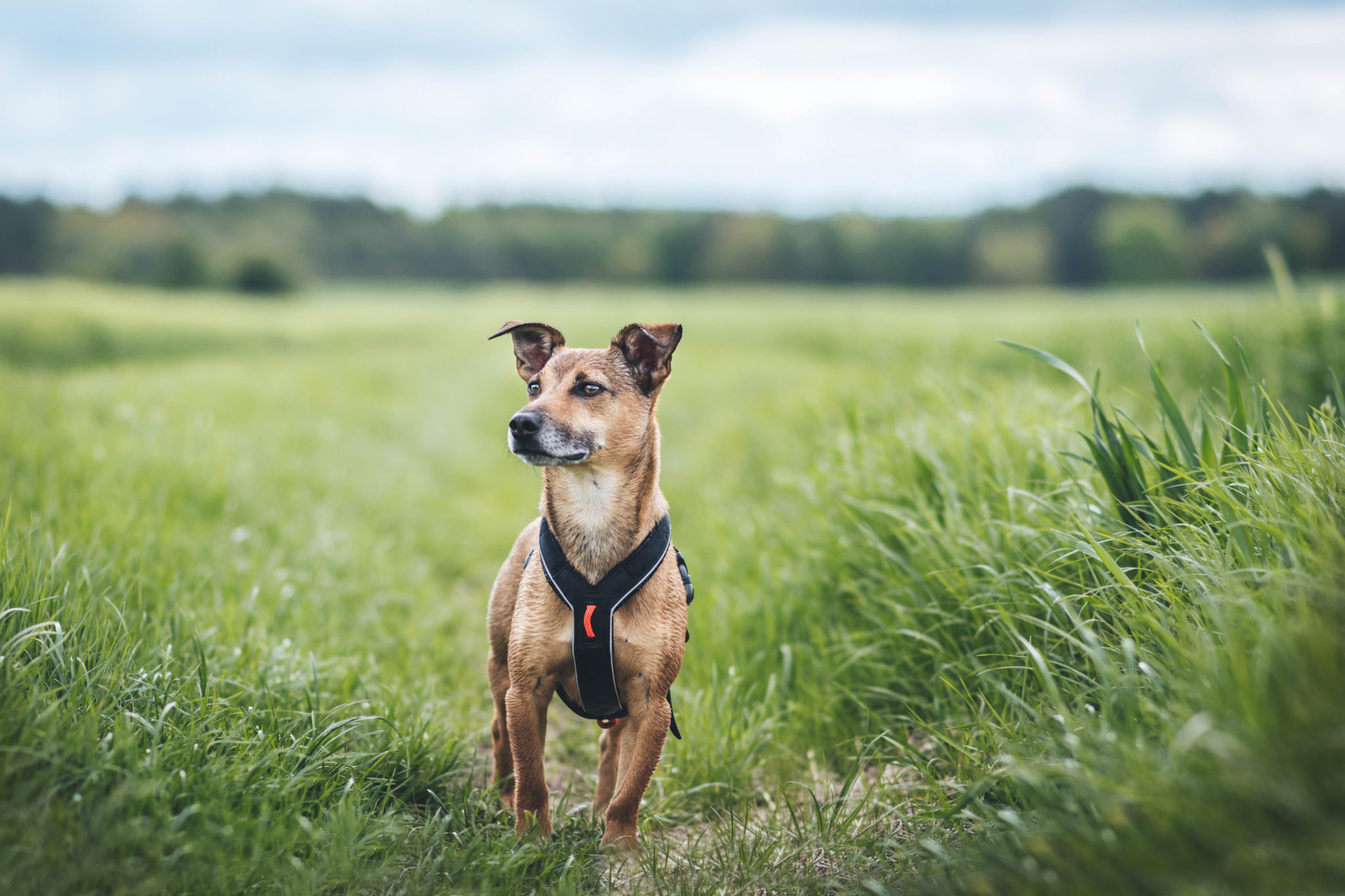 Recenzja – Szelki Non-stop dogwear Line harness grip. – Ćwiczenia ...